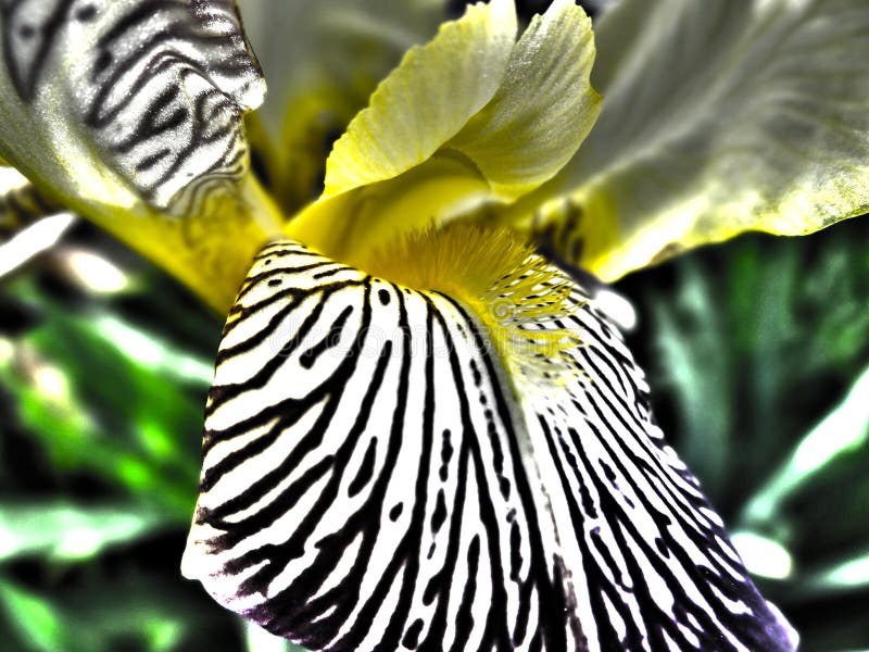 Iris Flower stock image. Image of yellow, stripes, iris - 46307769