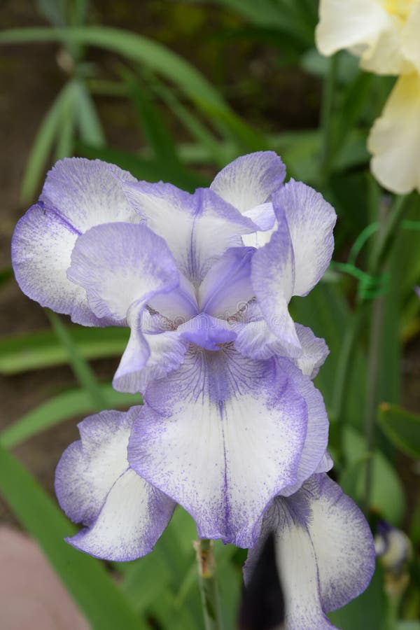 Iris Flower with Different Petals Stock Photo - Image of bloom, drop ...