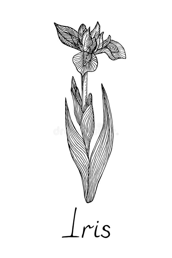 Iris Flower Pen and Ink Drawing Stock Illustration - Illustration of ...