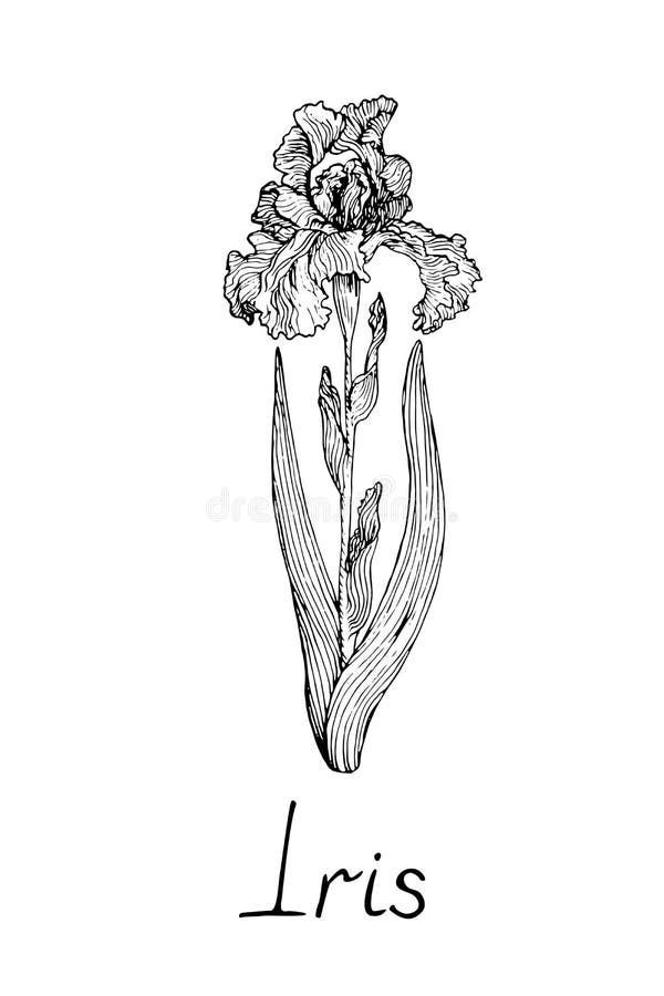 Iris Flower Pen and Ink Drawing Stock Illustration - Illustration of ...
