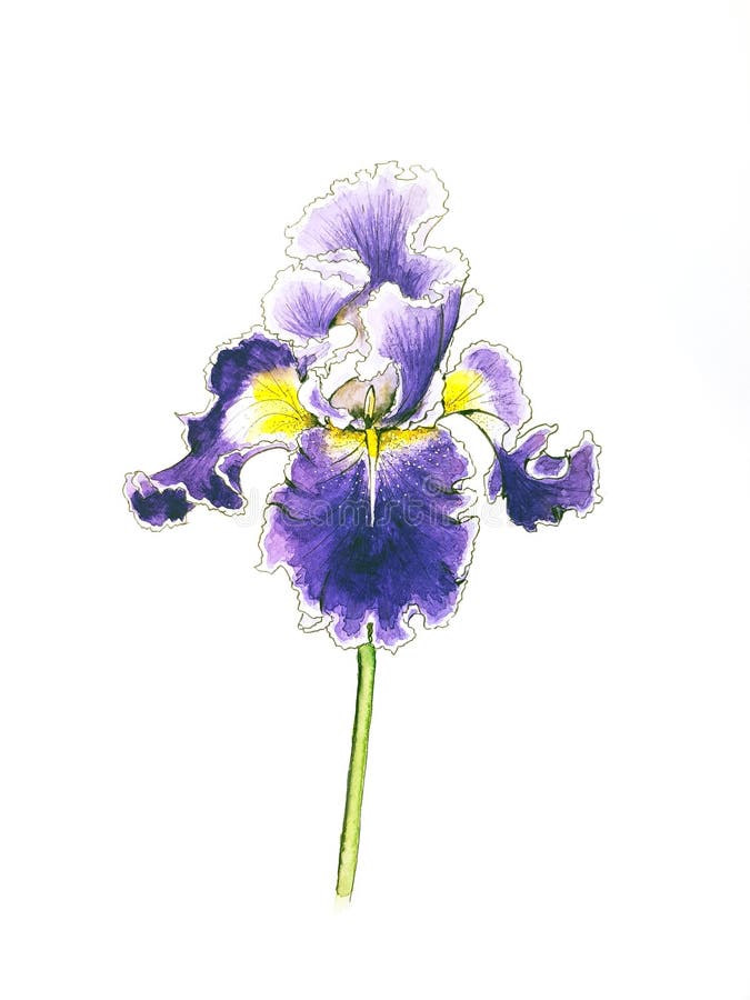Iris Flower Drawing Handmade Watercolor Stock Illustration ...