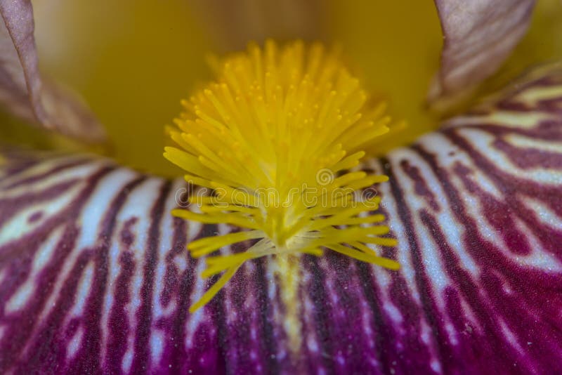 Iris Flower Extreme Close-up Stock Image - Image of pattern, delicate ...
