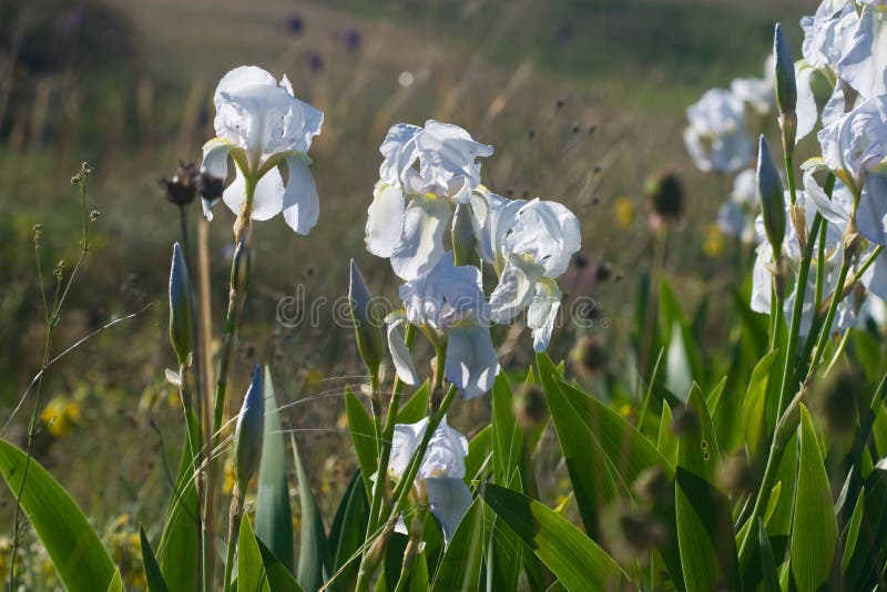 Iris flower and feather stock photo. Image of flora, plant - 40982958