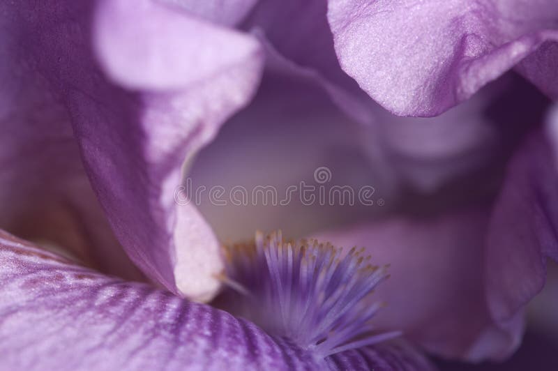 Iris flower fragment macro stock image. Image of garden - 89556735