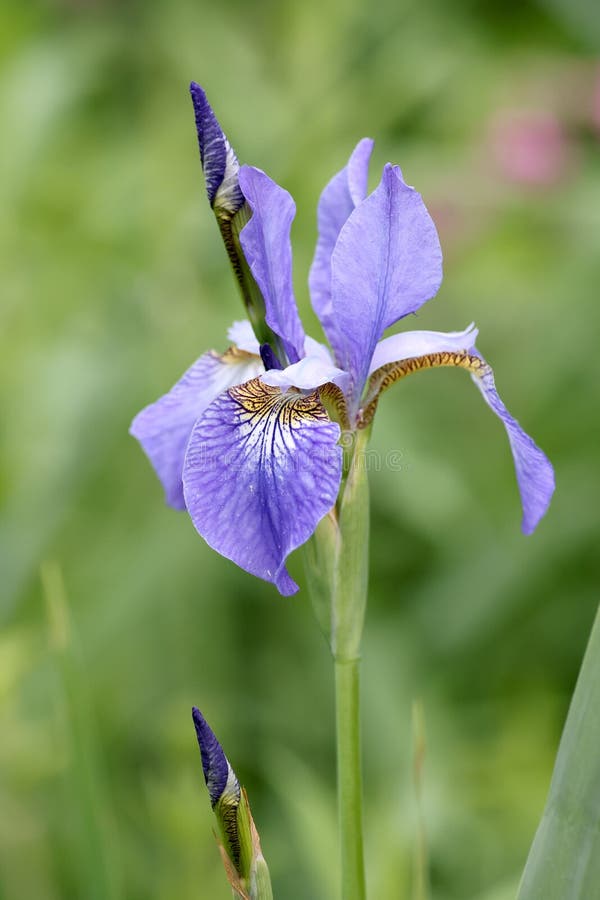 Iris flower in the garden stock image. Image of natural - 268973563