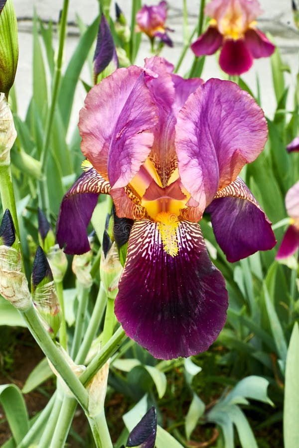 Iris flower in the garden stock image. Image of flora - 219348897