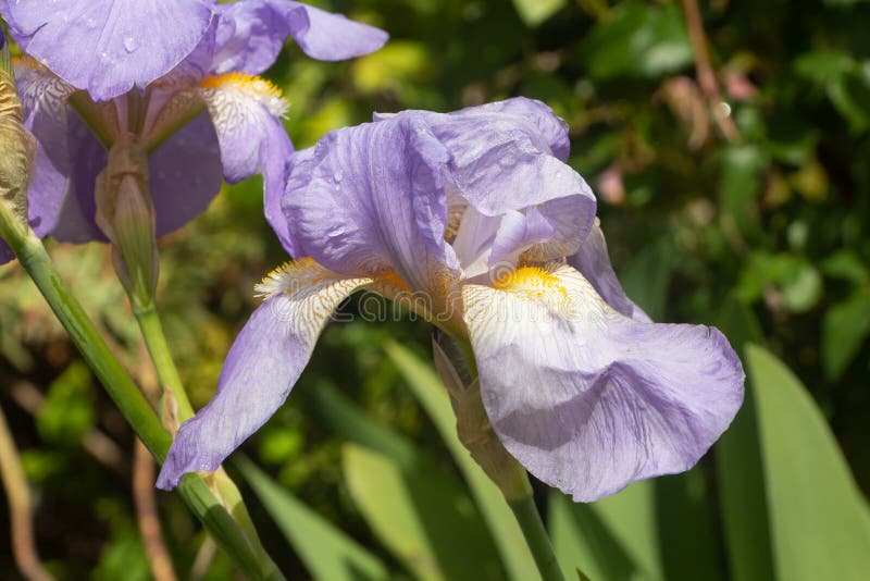 Iris flower in a garden stock photo. Image of stem, outside - 233250894