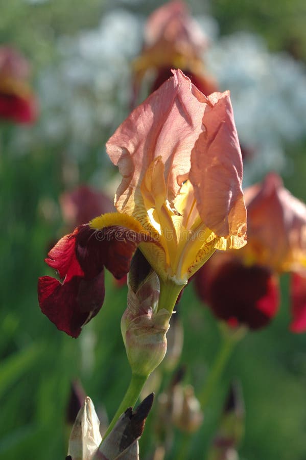 Iris Flower in the Garden in Spring Stock Image - Image of iris, color ...
