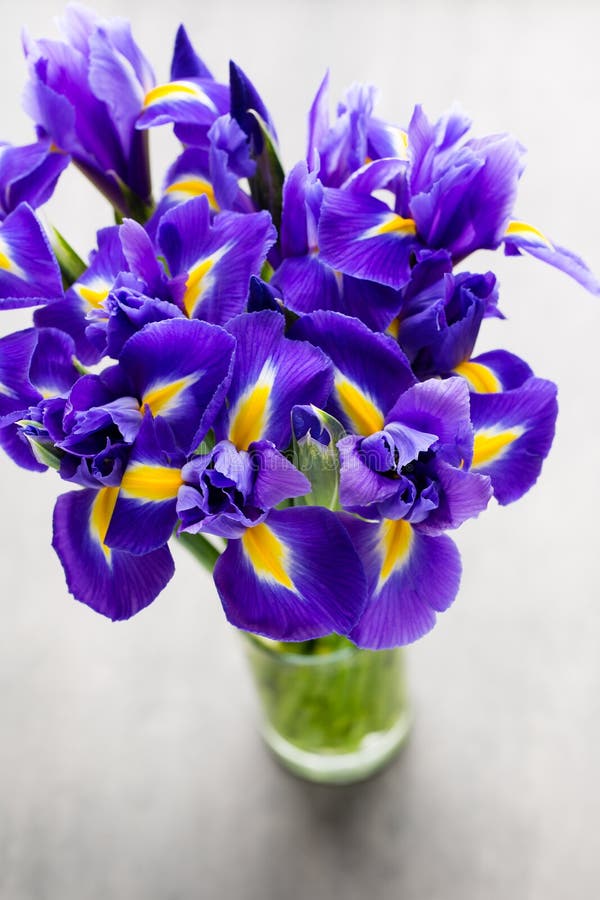 Iris Flower on the Gray Background. Stock Image - Image of beautiful ...