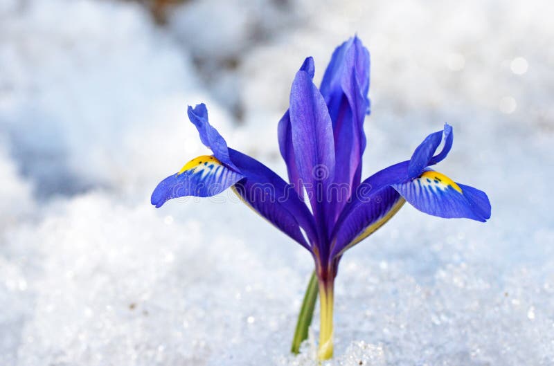 Iris Flower in Ice , Early Spring Flowers Stock Photo - Image of blue ...