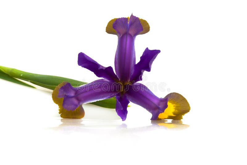 Iris Flower (Iris Versicolor) Stock Photo - Image of isolated ...