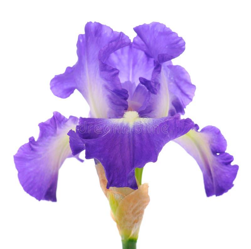 Iris flower isolated stock photo. Image of spring, green - 248604156