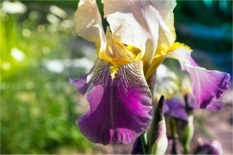 124 Inner Blooms Stock Photos - Free & Royalty-Free Stock Photos from ...