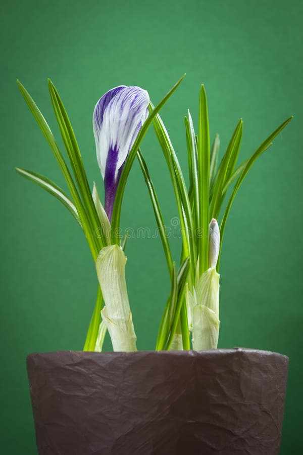 Iris flower stock photo. Image of fresh, plant, flower - 51322442
