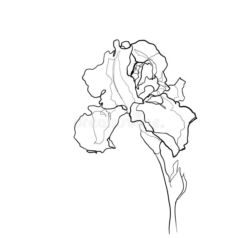 Iris Flower Line Art Illustration on White Background Stock ...
