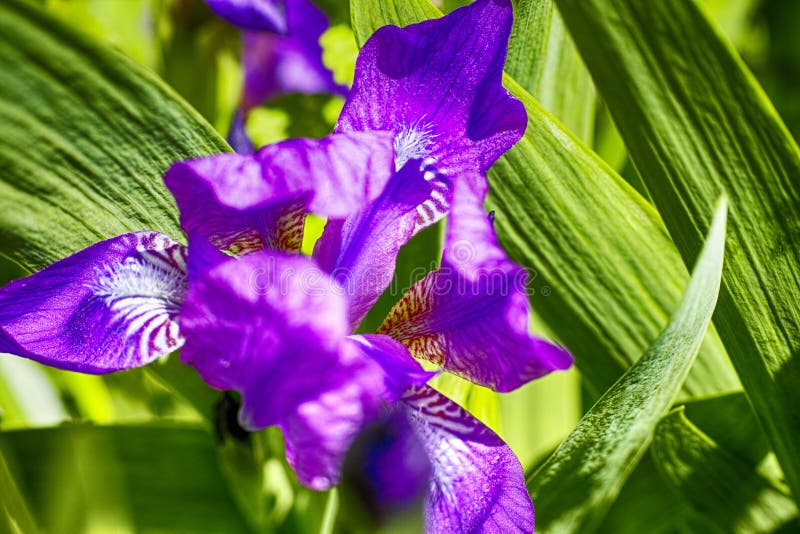 Iris flower in nature. stock image. Image of outdoors - 93779447
