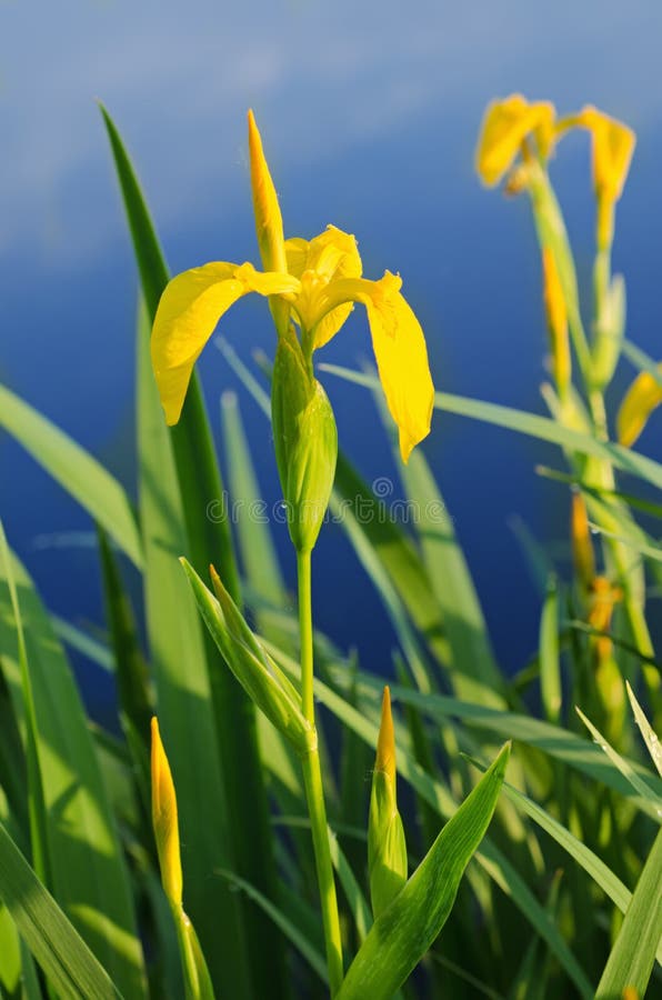 Iris flower in nature stock photo. Image of growing, macro - 41302266