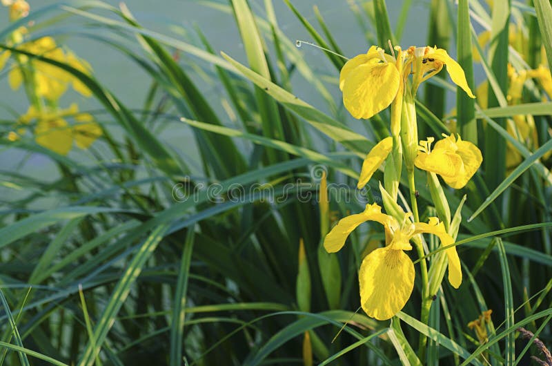 Iris flower in nature stock photo. Image of decorative - 50755592