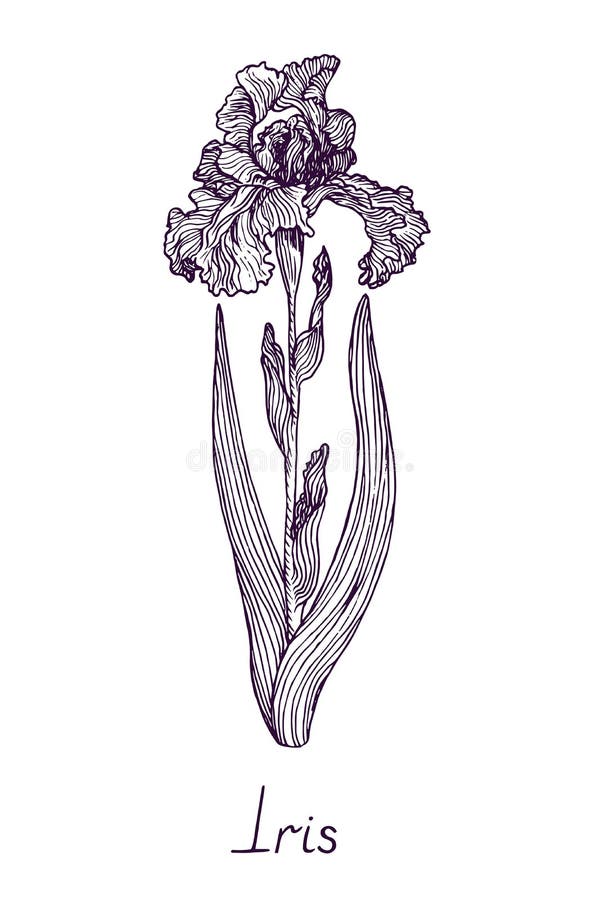 Iris Flower Stem, Outline Simple Doodle Drawing with Inscription ...