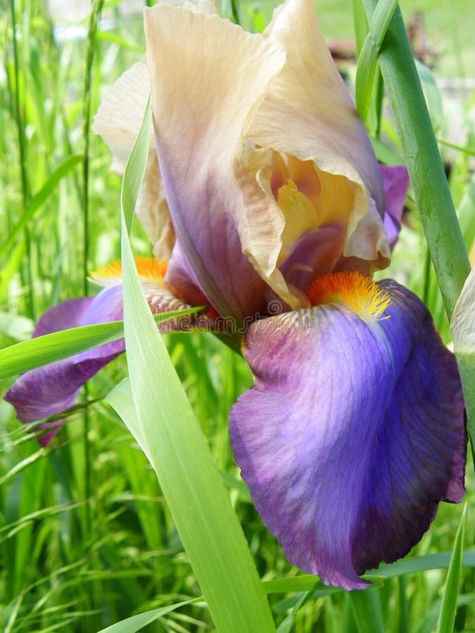 Iris flower outside stock image. Image of garden, leaves - 43758489