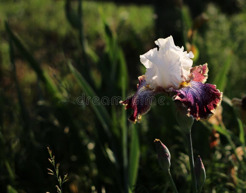 Pink Iris Flower in the Garden. Stock Image - Image of ornamental ...