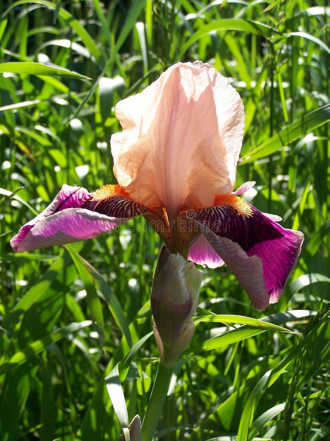 Iris flower outside stock photo. Image of coloured, floral - 43758090