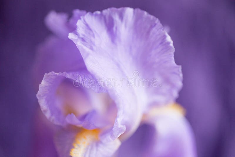 Iris flower. stock photo. Image of flowers, flower, iris - 92446376