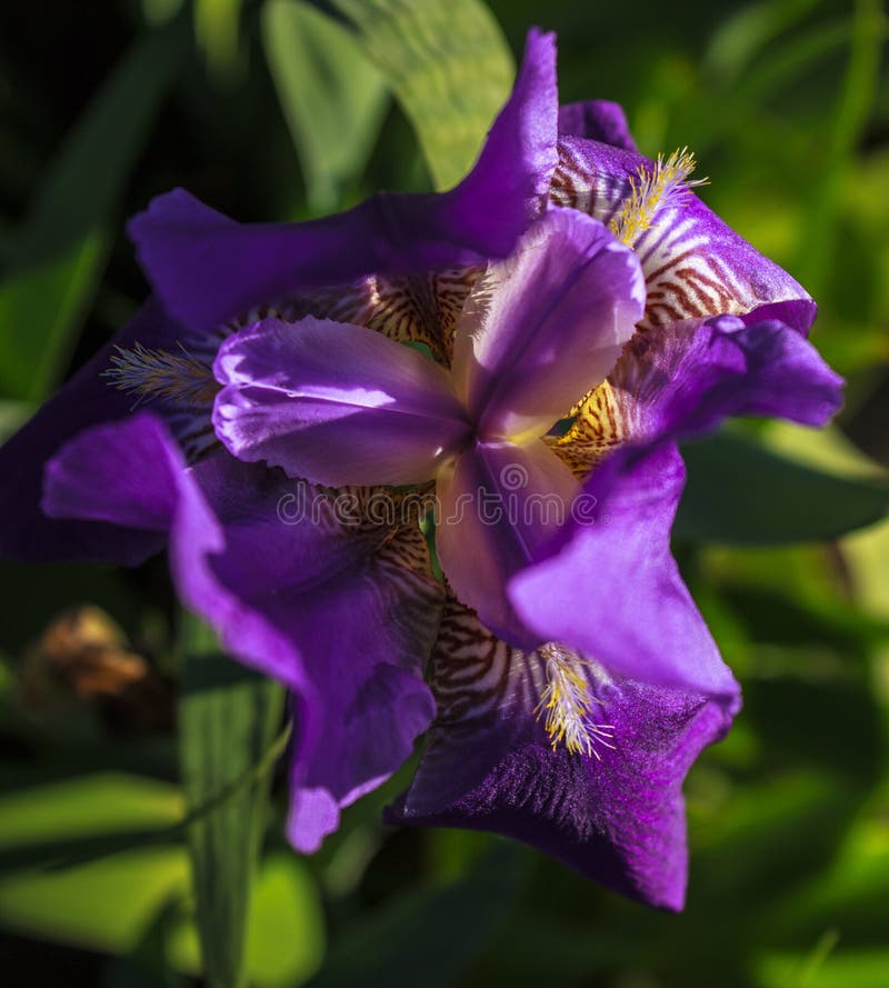 Iris Flower stock image. Image of iris, petals, kasatik - 94393481