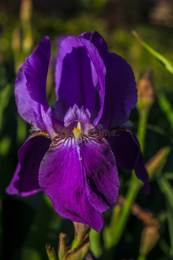 Iris Flower stock photo. Image of flower, purple, iris - 94393496