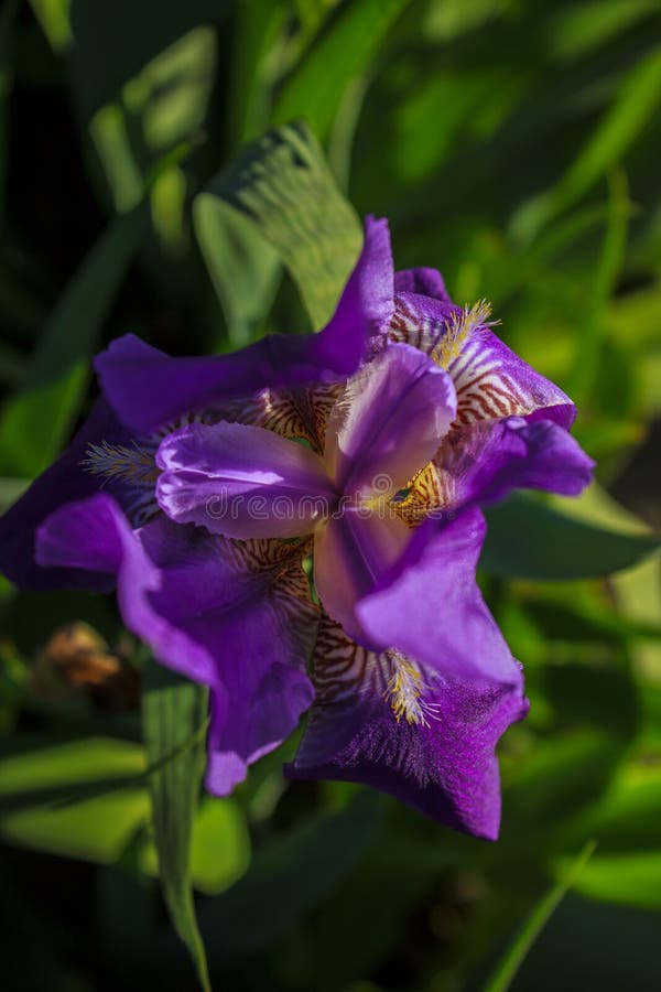 Iris Flower stock image. Image of iris, petals, kasatik - 94393481
