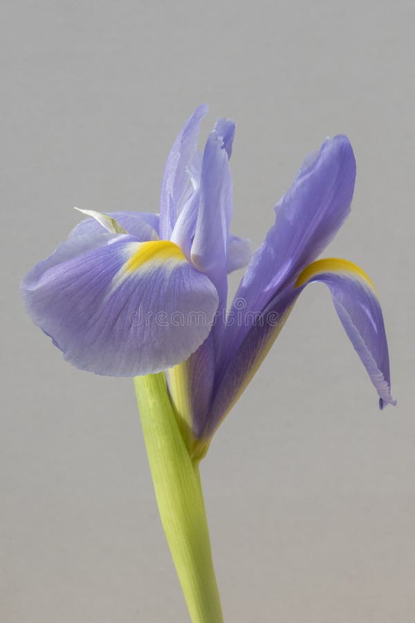 Single Iris Stock Images - Download 4,753 Royalty Free Photos
