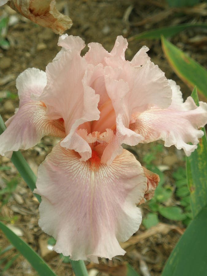Iris, Flower, Spring Blooming Flowers of Iris. Stock Photo - Image of ...