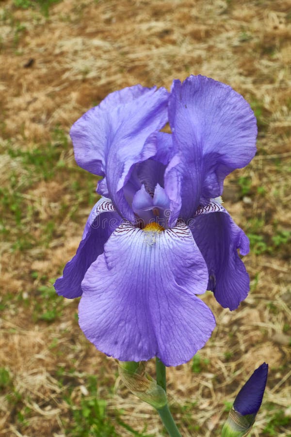 Iris flower in the garden stock image. Image of close - 219348935