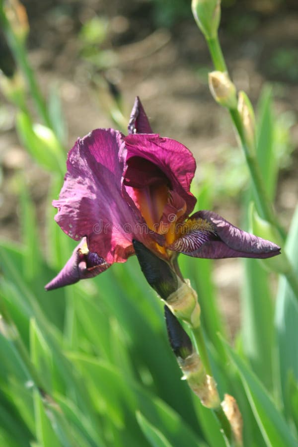 Iris in the garden stock photo. Image of calm, bouquet - 138833524