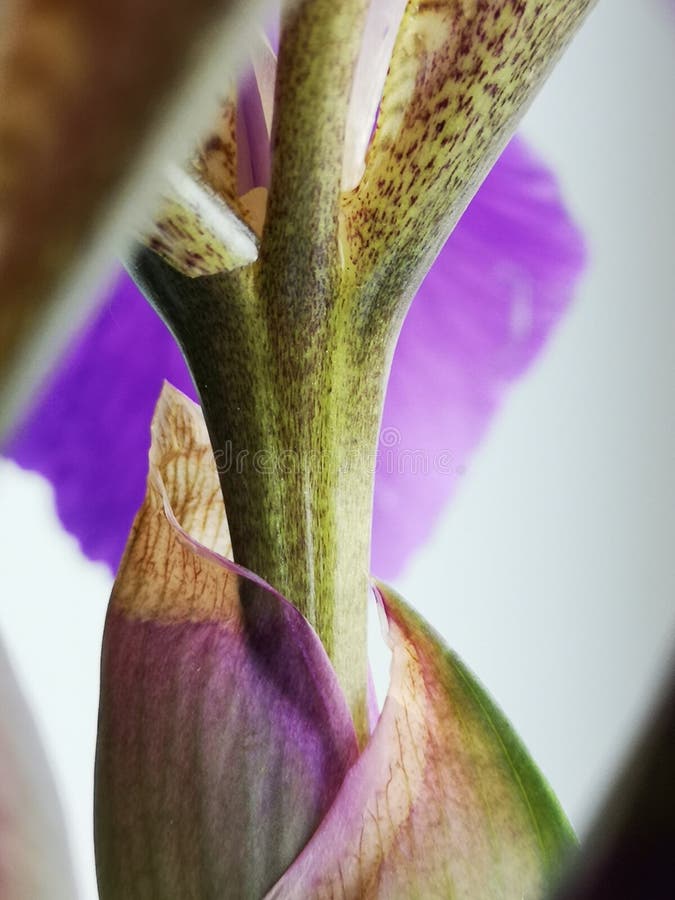Iris Flower Stem Close Up. Selective Focus Stock Image - Image of color ...