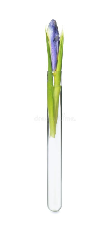 Iris Flower in Test Tube on White Background Stock Photo - Image of ...