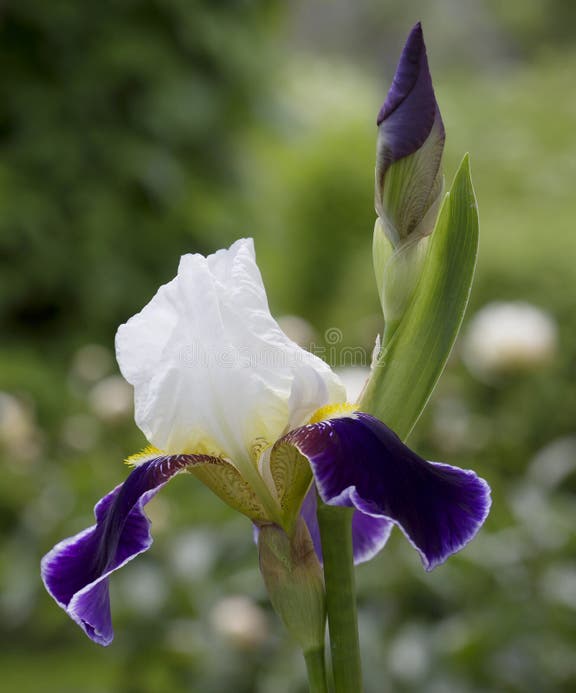 Iris flower stock photo. Image of yellow, white, gardening - 95717114