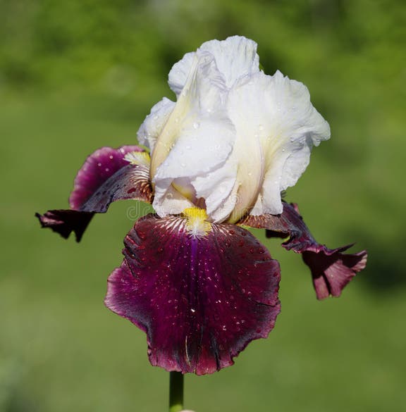 Iris flower stock photo. Image of yellow, iris, nature - 95717208