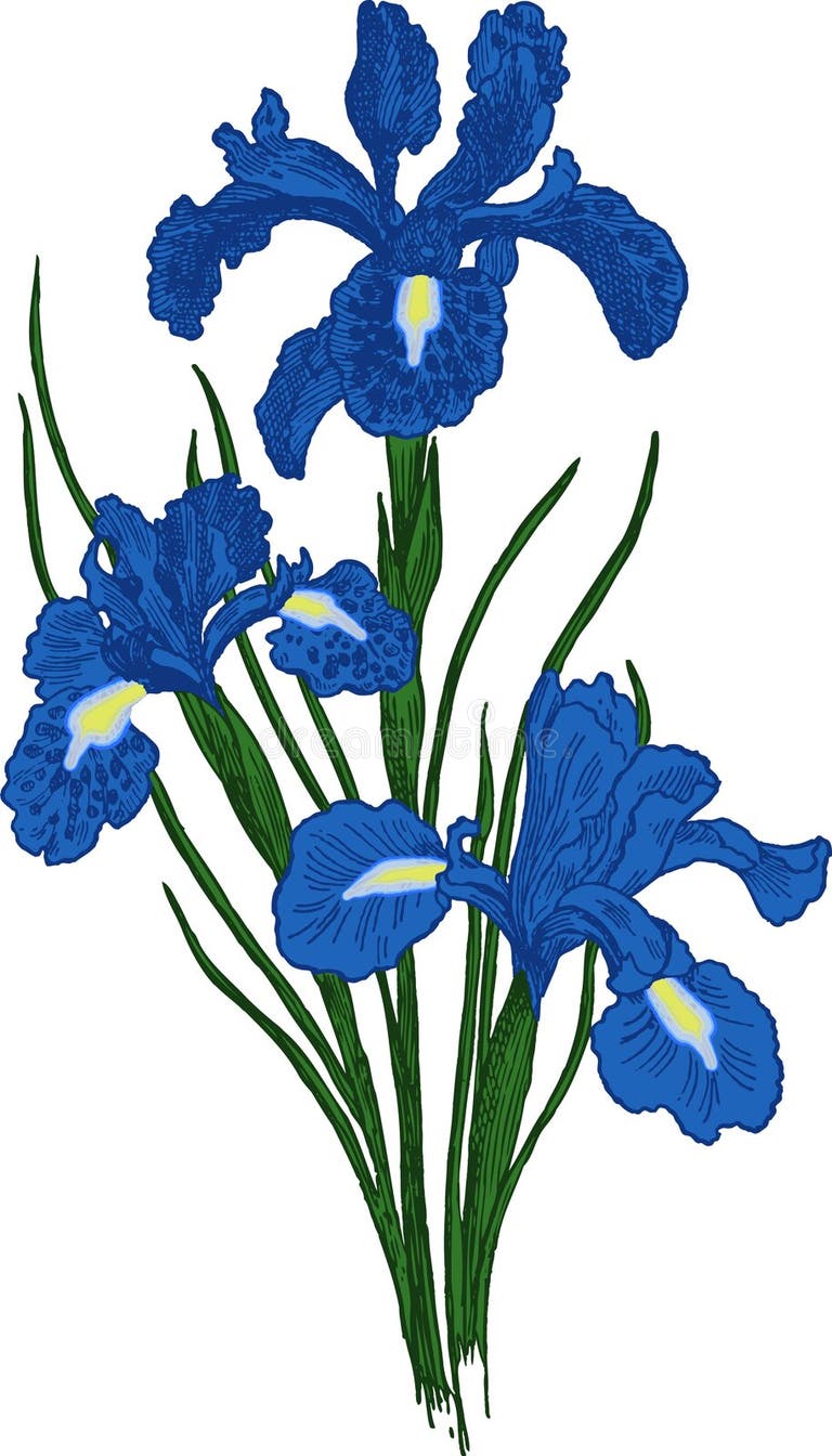 Iris Flower Vector Stock Illustrations – 10,279 Iris Flower Vector ...