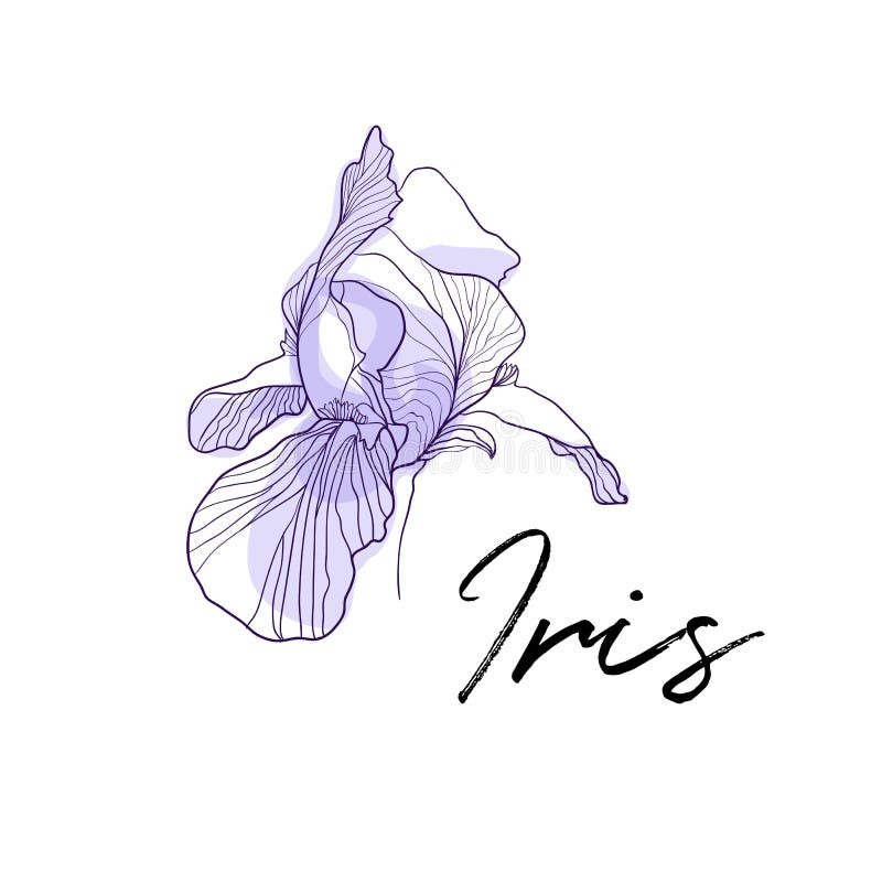 Iris Flower Vector Illustration Stock Vector - Illustration of drawn ...