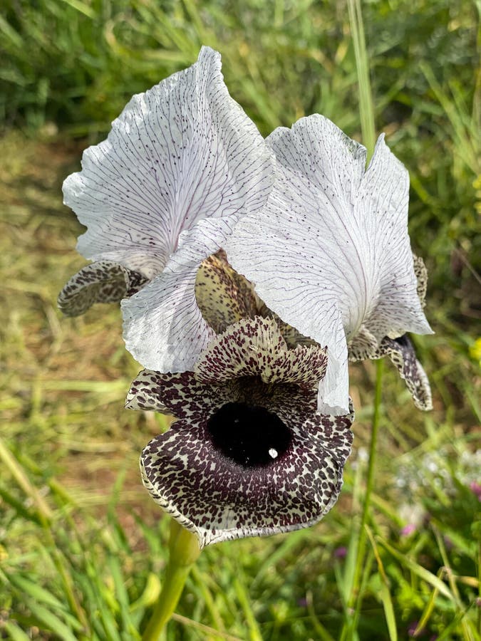 Iris Flower. White Iris, Also Known As the Nazareth Iris. Stock Photo ...