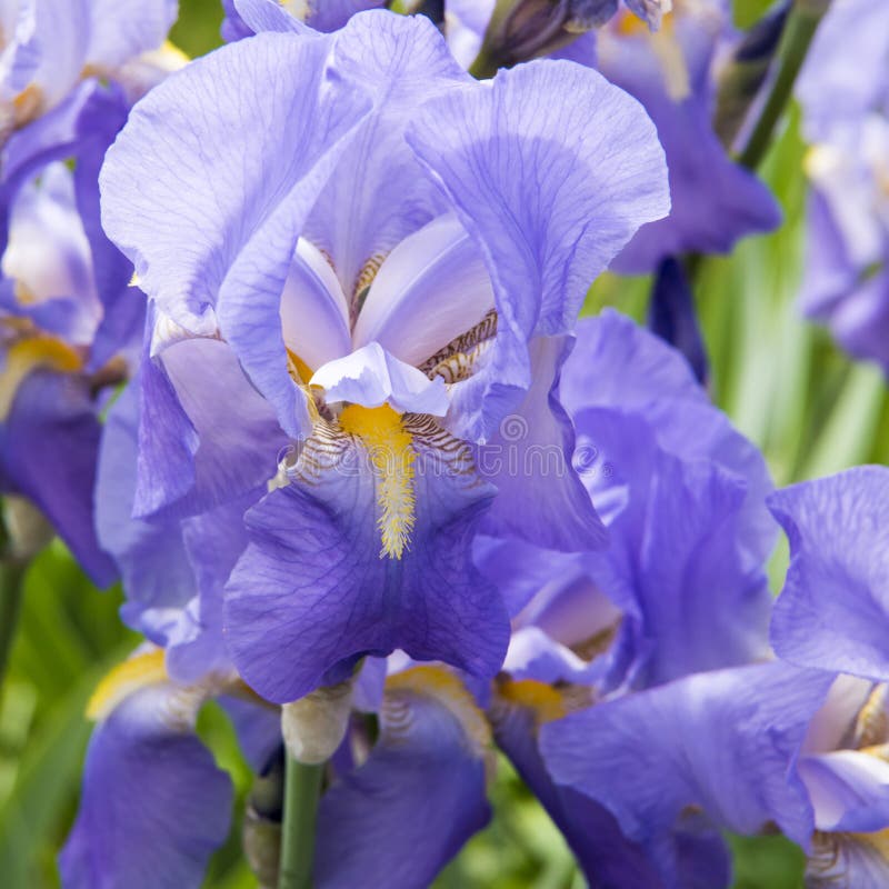 Iris stock image. Image of spring, blooms, loving, flower - 92536185