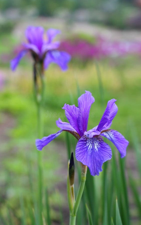 Iris flowers stock photo. Image of spring, bloom, park - 24749398
