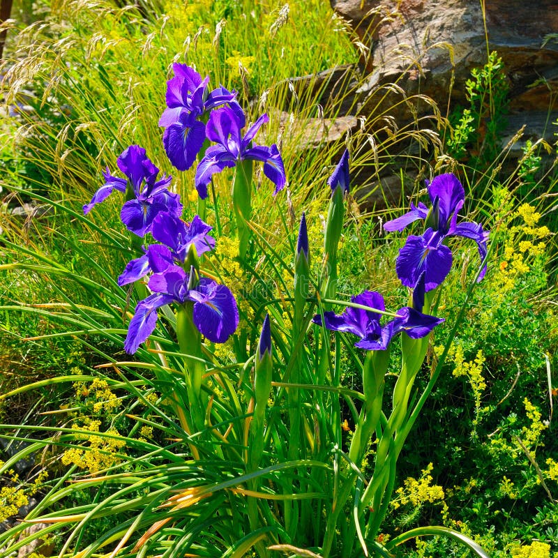 Iris flowers stock image. Image of irises, forbs, habitat - 76463051