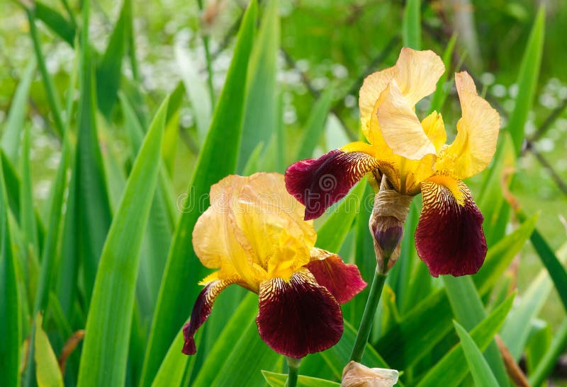 Iris flowers stock image. Image of perennial, iris, closeup - 93209767