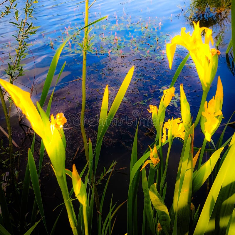 Iris Flowers on Blue Water Surface Stock Photo - Image of plant, meadow ...