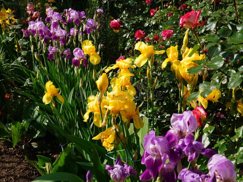 Iris Flowers in Different Colors in a Garden in Spring Stock Image ...