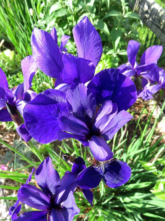 Iris Flowers in the Garden in Spring in May Stock Photo - Image of ...