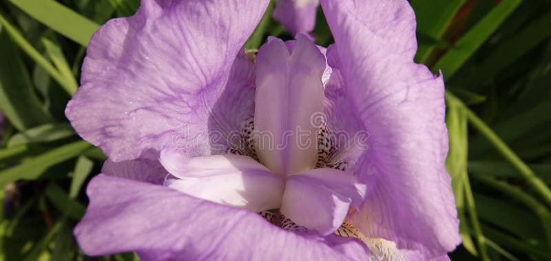 Iris Flowers are Large and Beautiful Stock Image - Image of iris ...