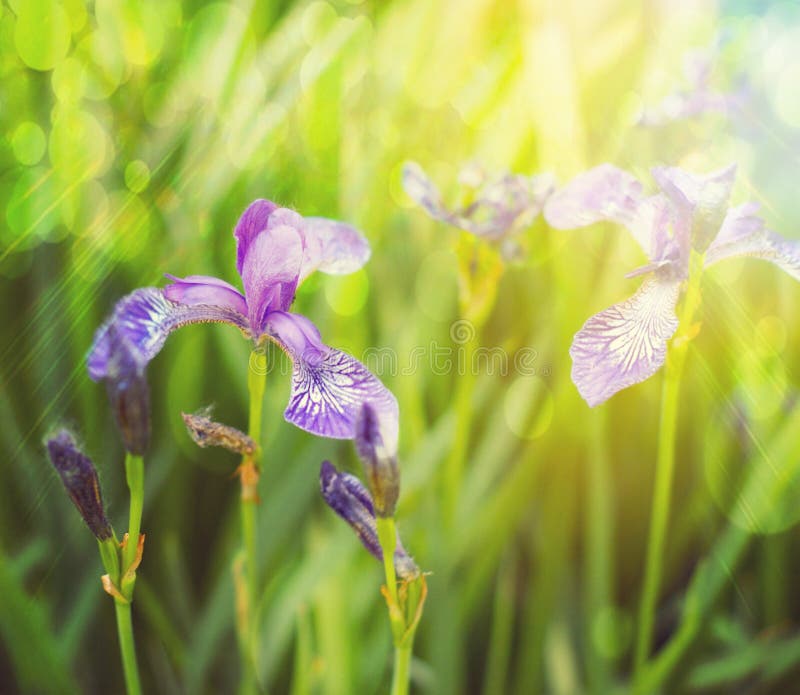 Iris flowers stock image. Image of background, beautiful - 70511493